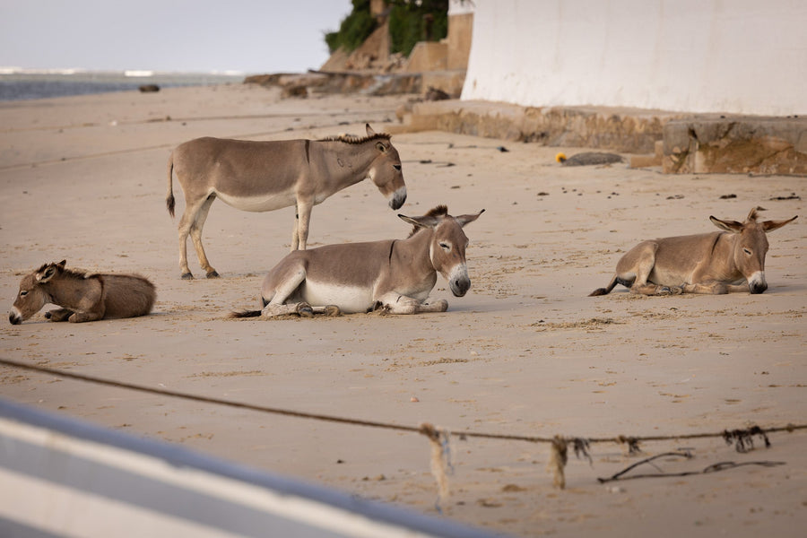 The Amani Collection: A Love Letter to Lamu